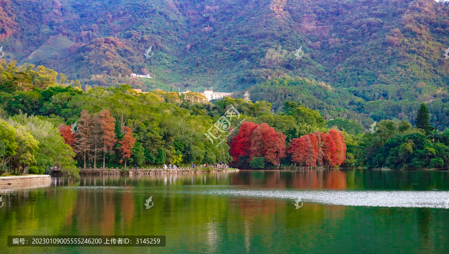 深圳仙湖植物园秋冬落羽杉风貌森林植被自然风景摄影素材汇图网